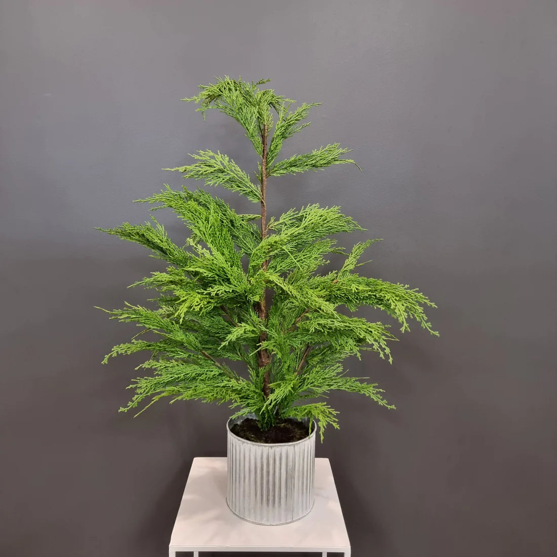 Weeping cedar potted 81cm in galvanised pot – Peak Interiors Retail